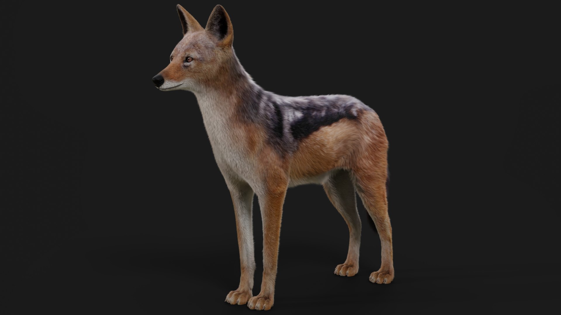 Black Backed Jackal FUR Model - TurboSquid 2161474