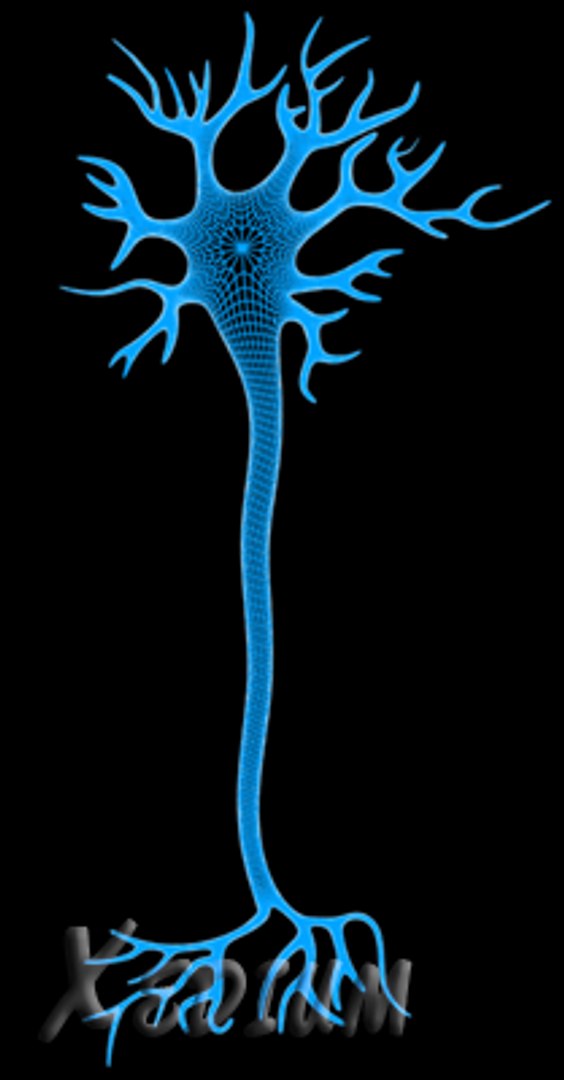 Nerve Cell 3d Model