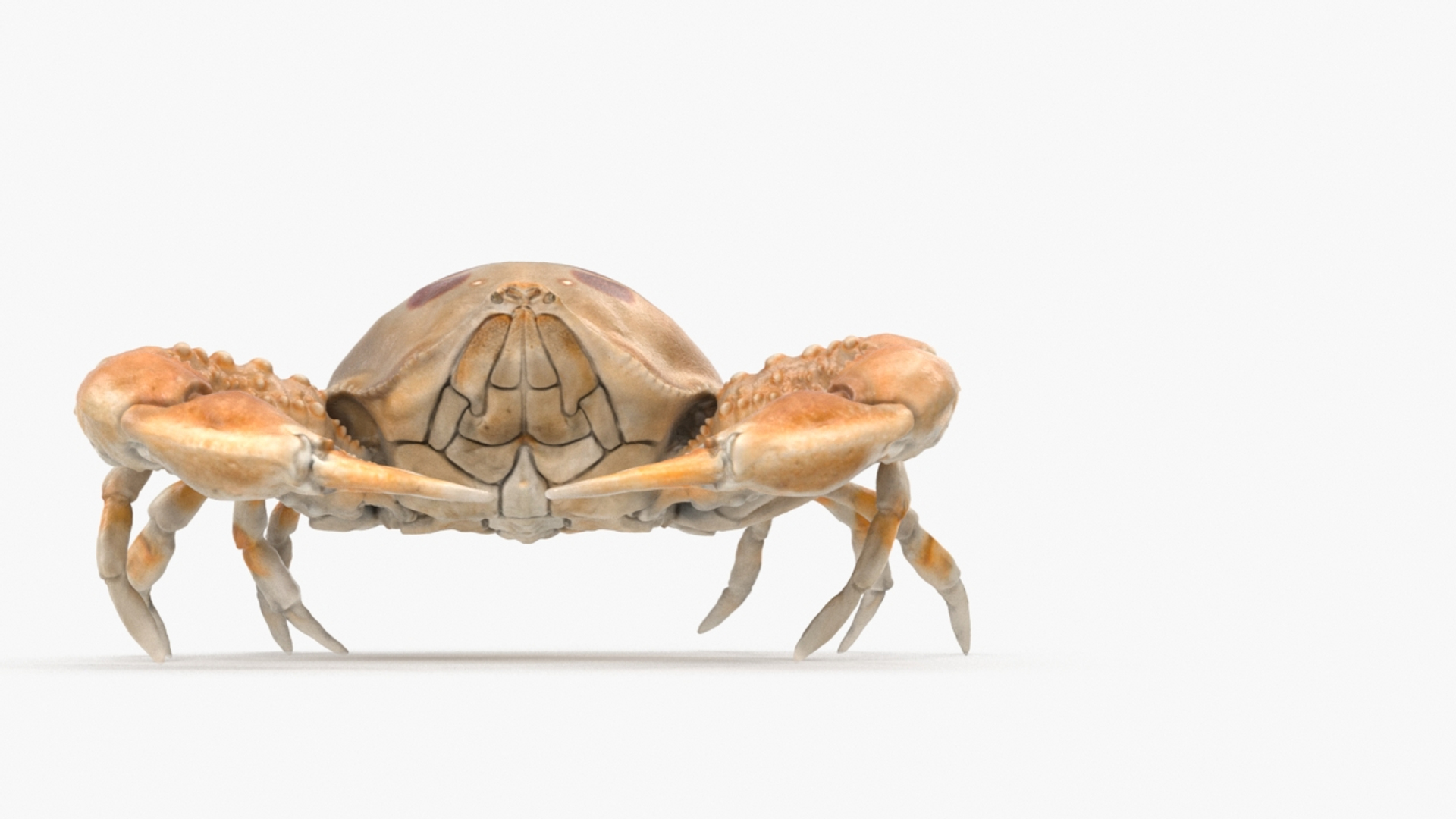 Pebble Crab - Animated 3D - TurboSquid 1749755