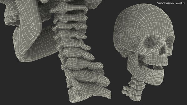 Human Skull 3D model - TurboSquid 1808186