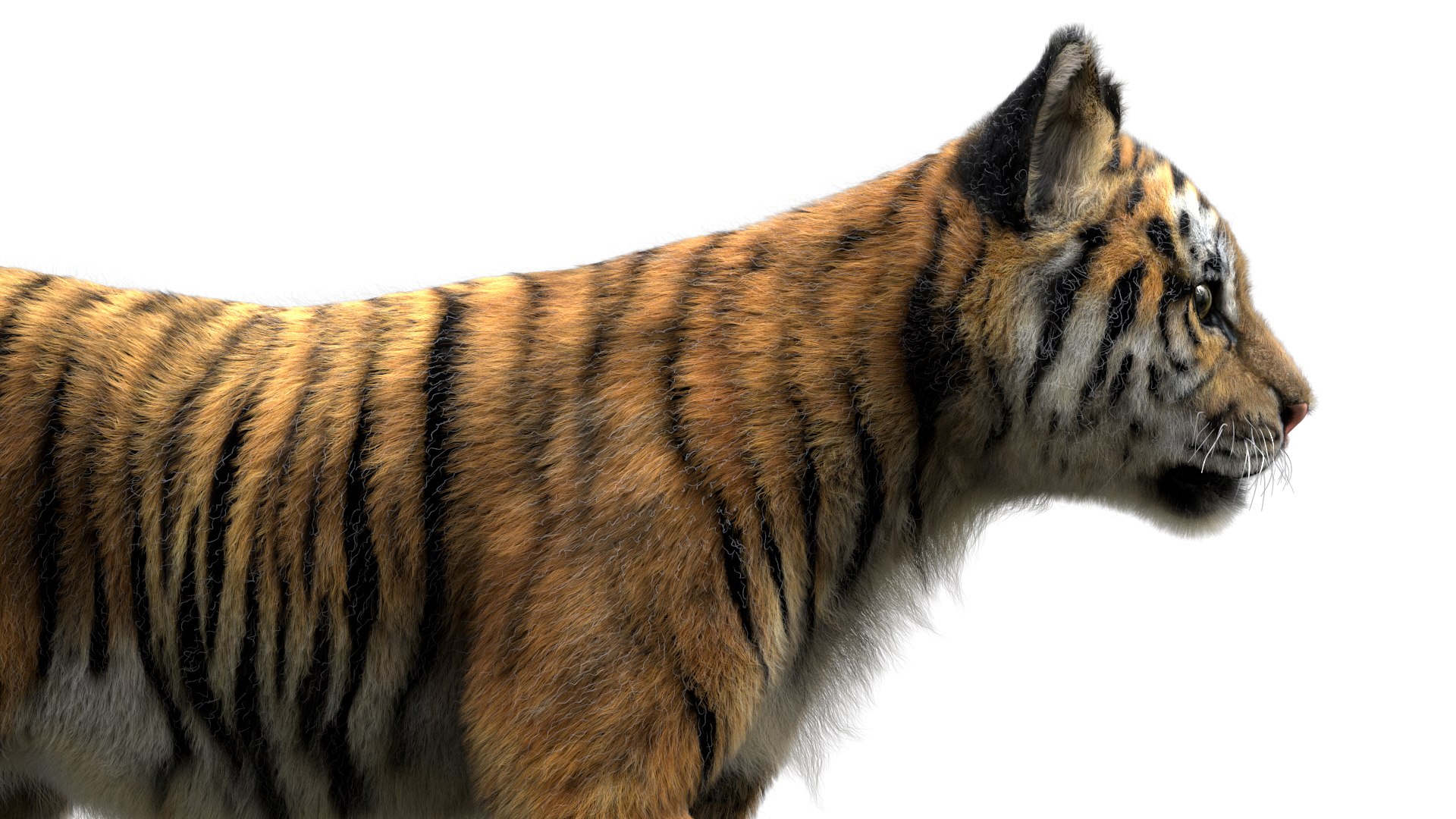 3D Tiger Anatomy - TurboSquid 1474039