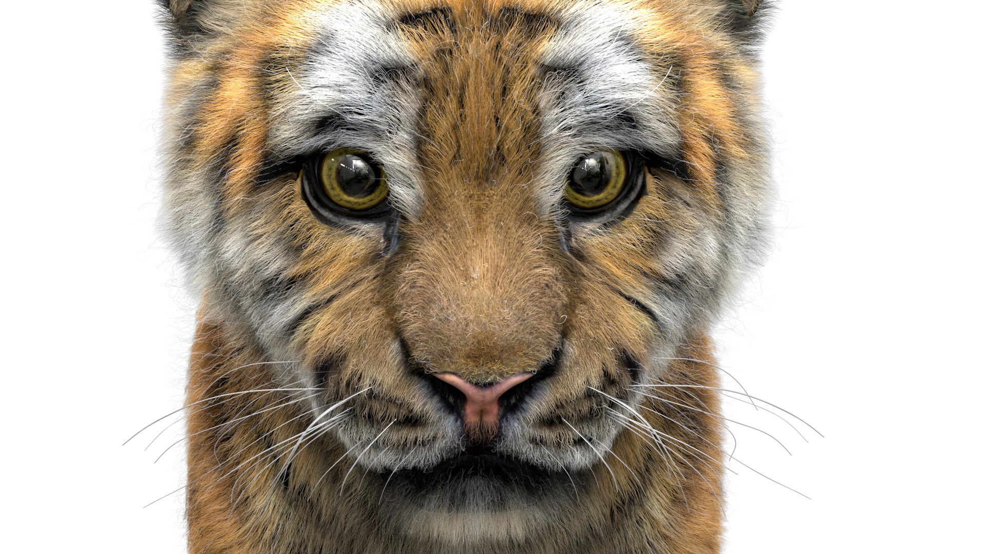 3D Tiger Anatomy - TurboSquid 1474039