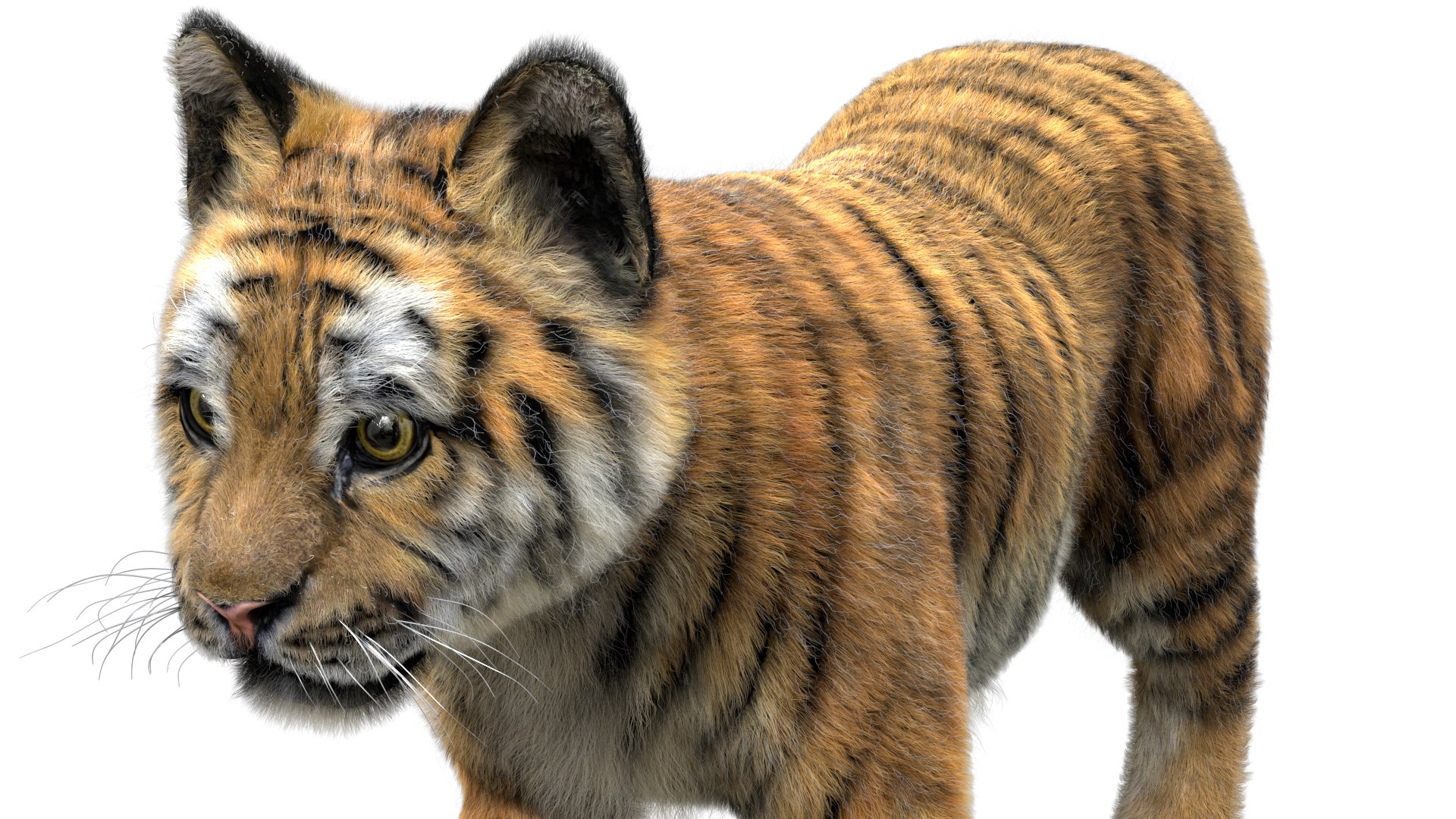 3D Tiger Anatomy - TurboSquid 1474039