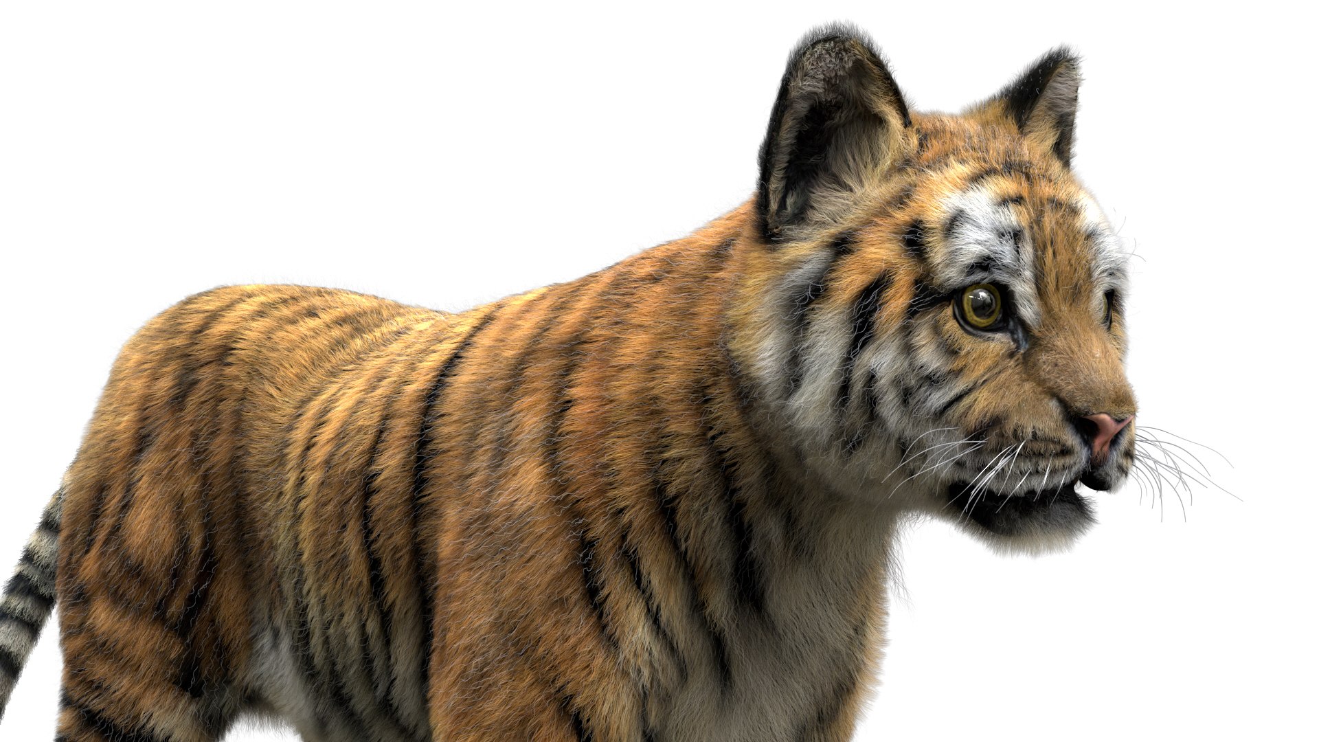 3D Tiger Anatomy - TurboSquid 1474039