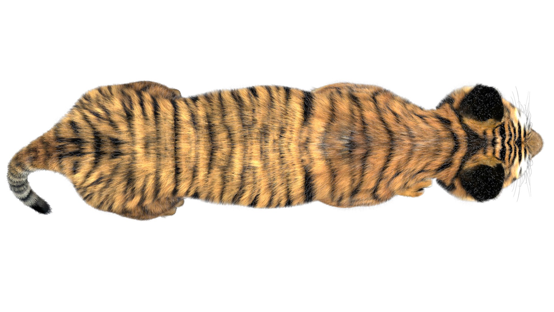 3D Tiger Anatomy - TurboSquid 1474039