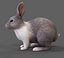 rabbit fbx