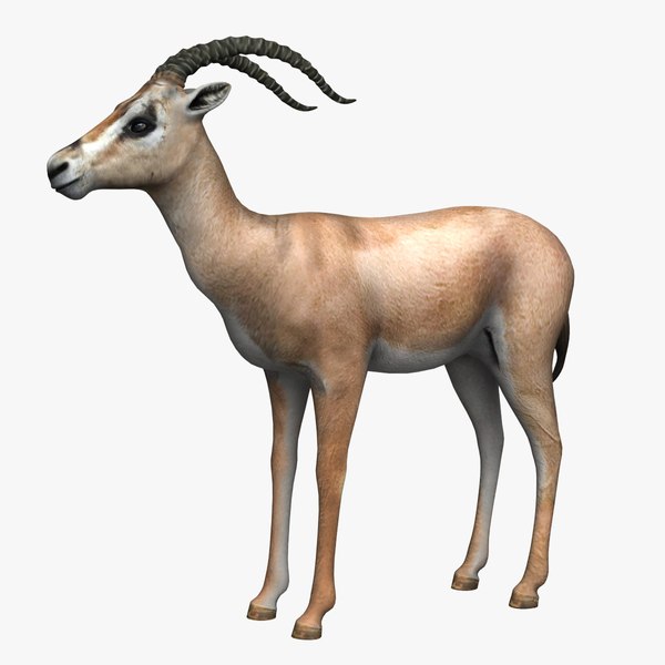 Gazelle 3D Models for Download | TurboSquid