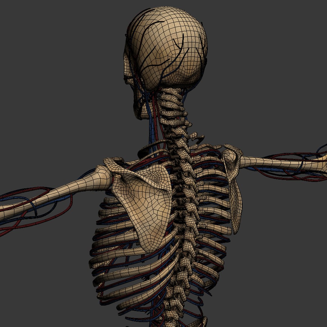Dugm01 Human Circulatory Skeleton 3d Model