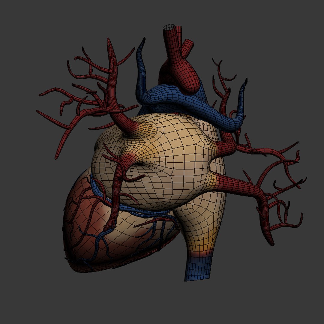Dugm01 Human Circulatory Skeleton 3d Model