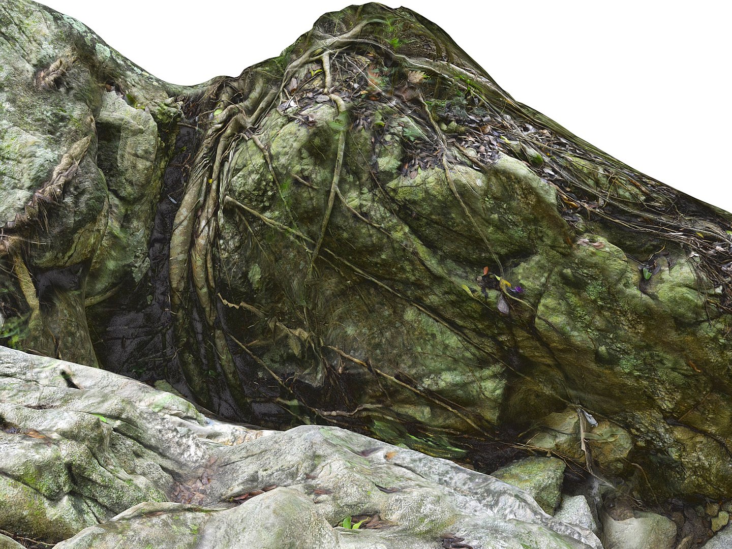 3D jungle rock ground 16k model - TurboSquid 1277455