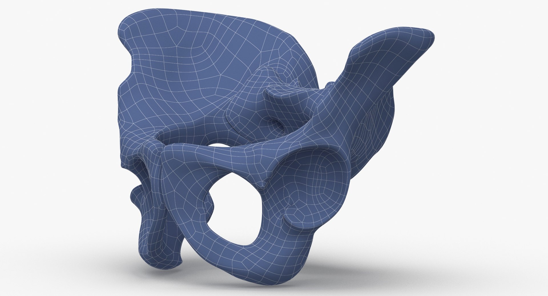 Human male pelvis sacrum 3D - TurboSquid 1689766