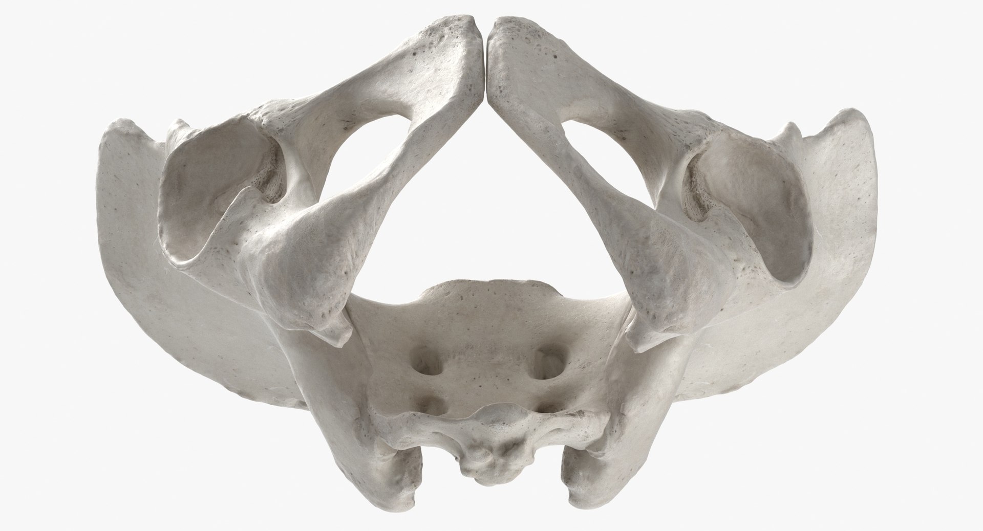 Human male pelvis sacrum 3D - TurboSquid 1689766