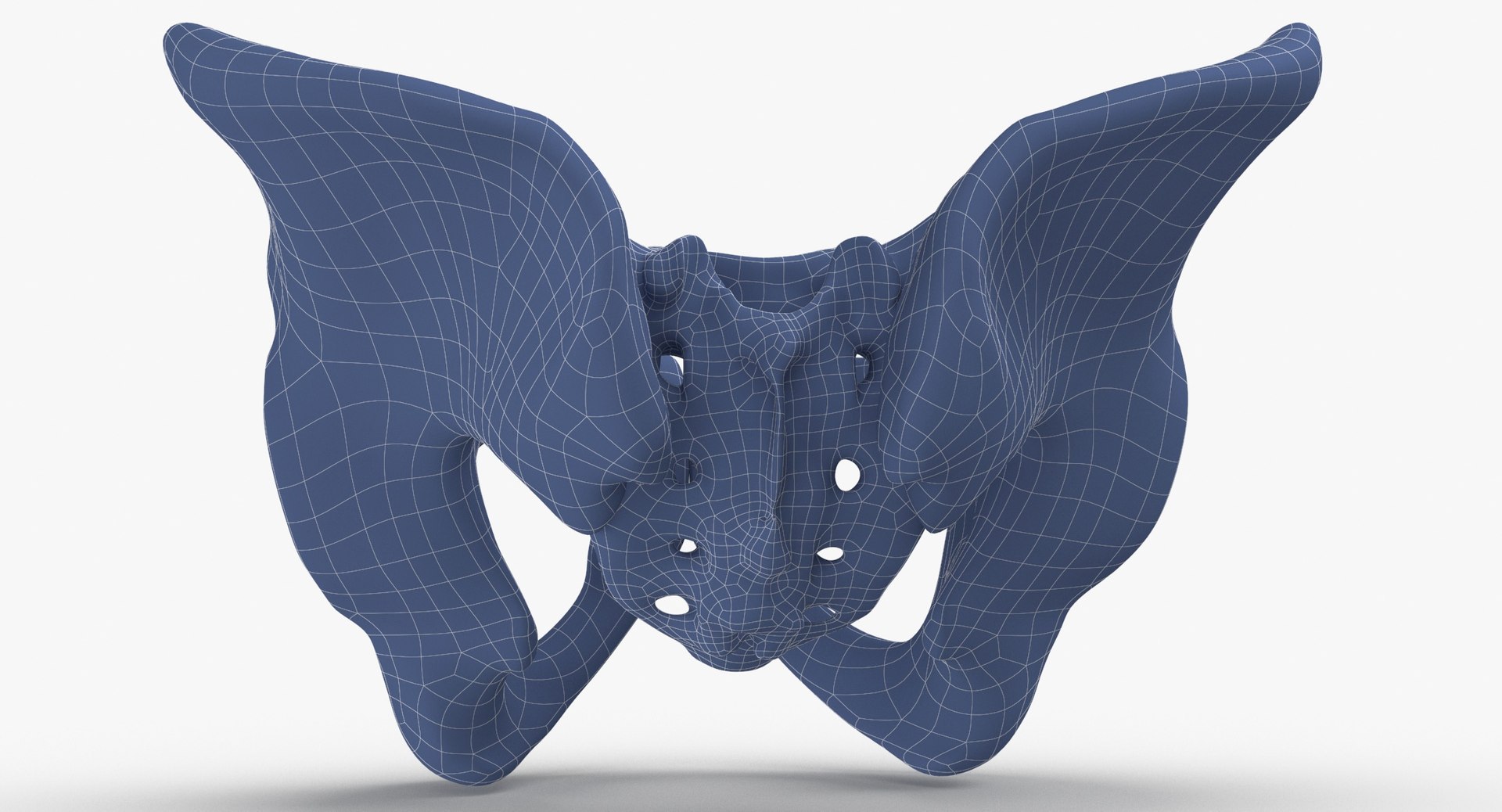 Human male pelvis sacrum 3D - TurboSquid 1689766