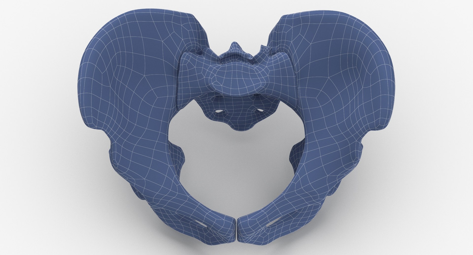Human male pelvis sacrum 3D - TurboSquid 1689766