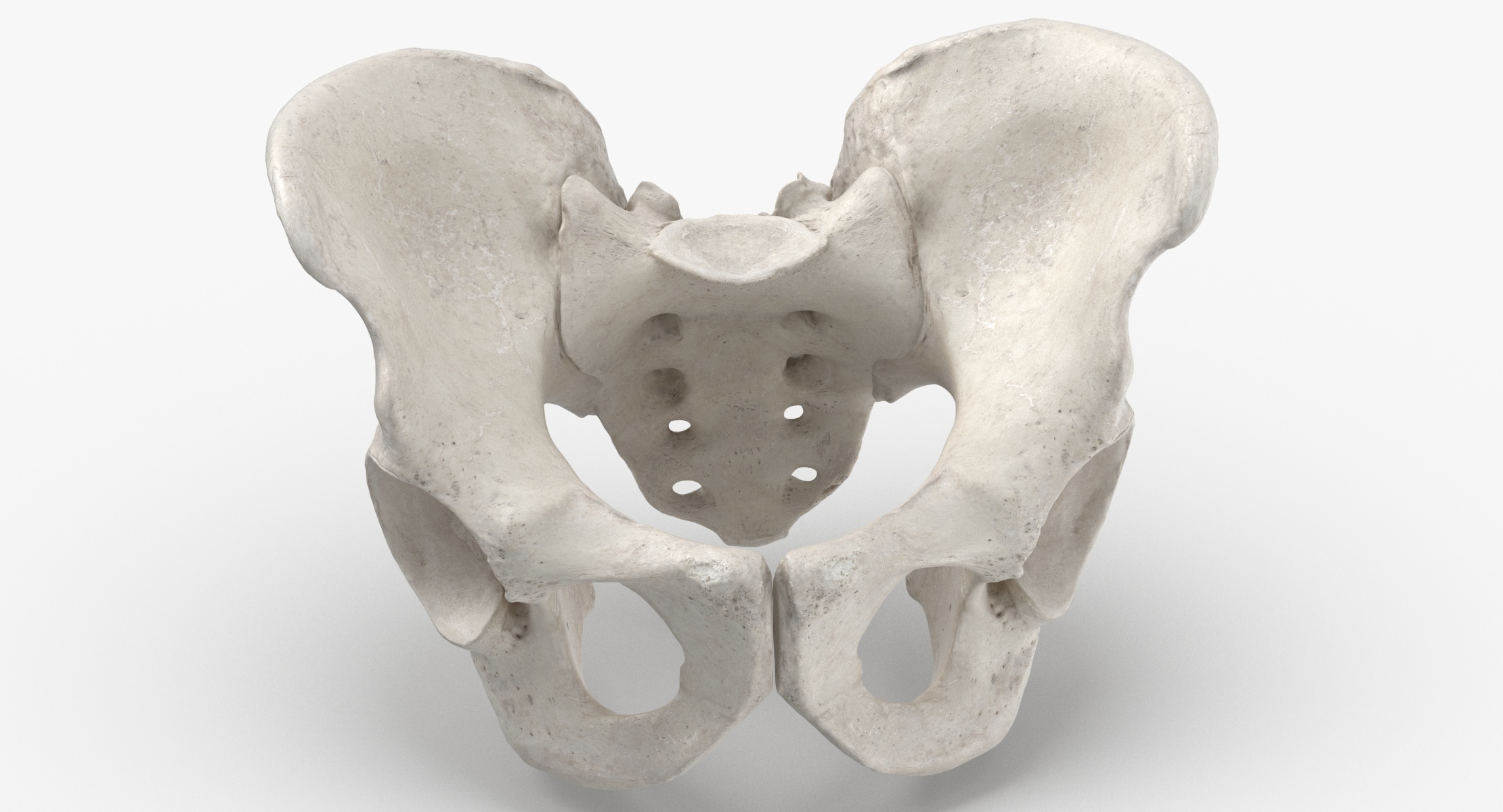 Human male pelvis sacrum 3D - TurboSquid 1689766