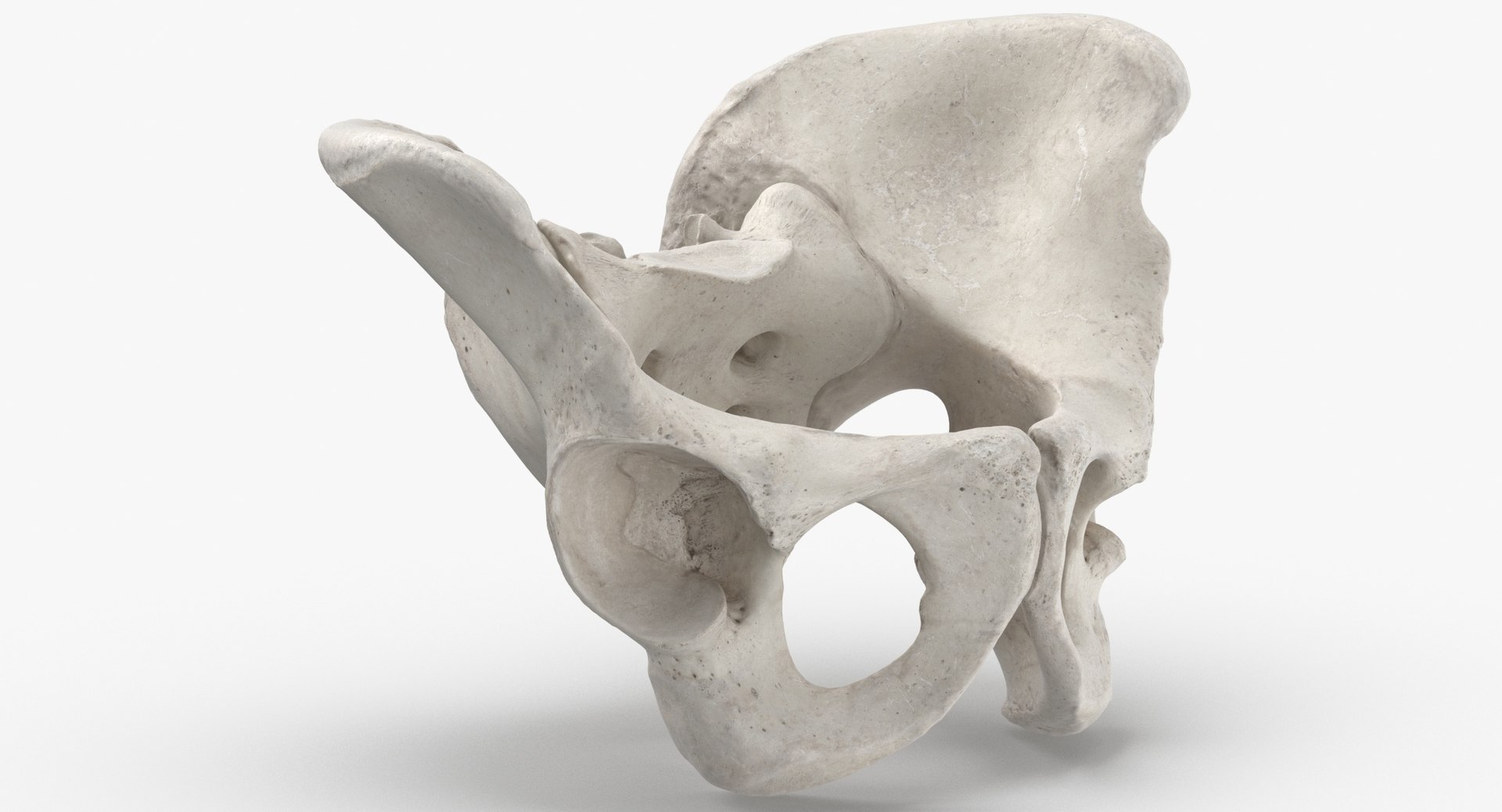 Human Male Pelvis Sacrum 3D - TurboSquid 1689766