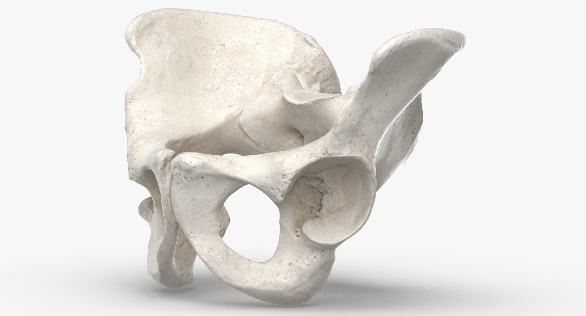 Human Male Pelvis Sacrum 3D - TurboSquid 1689766