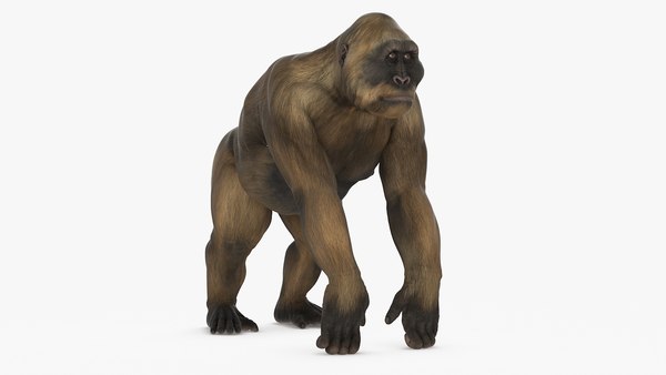 modelo 3d Gigantopithecus, un gran simio, manipulado - TurboSquid 2311856