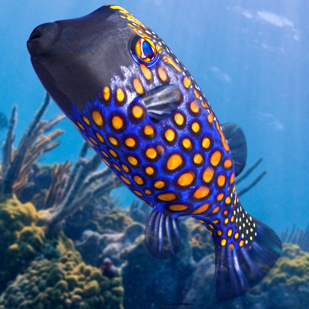 Blue Boxfish Tropical Fish 3d Model
