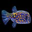 Blue Boxfish Tropical Fish 3d Model