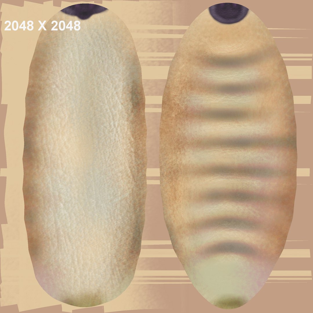 Decomposers Organisms Decaying 3d Obj