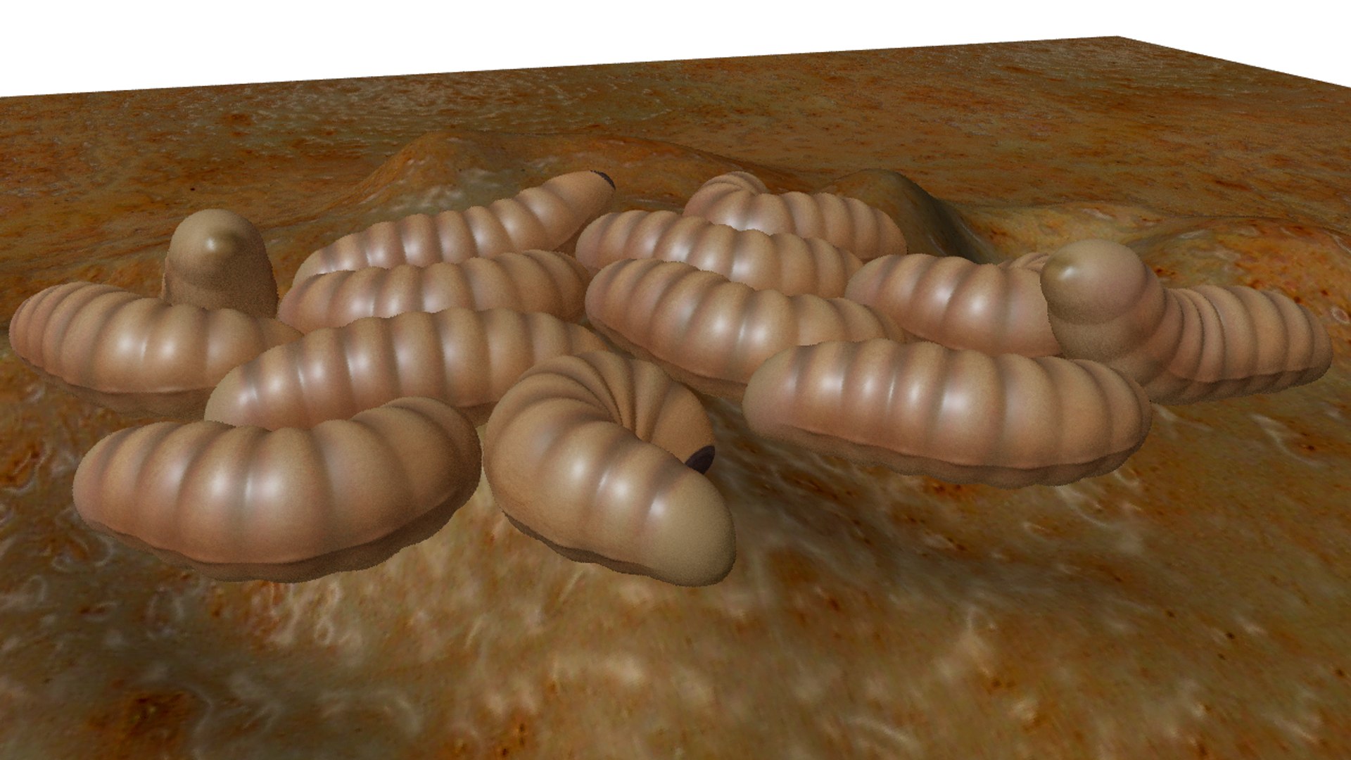 Decomposers Organisms Decaying 3d Obj