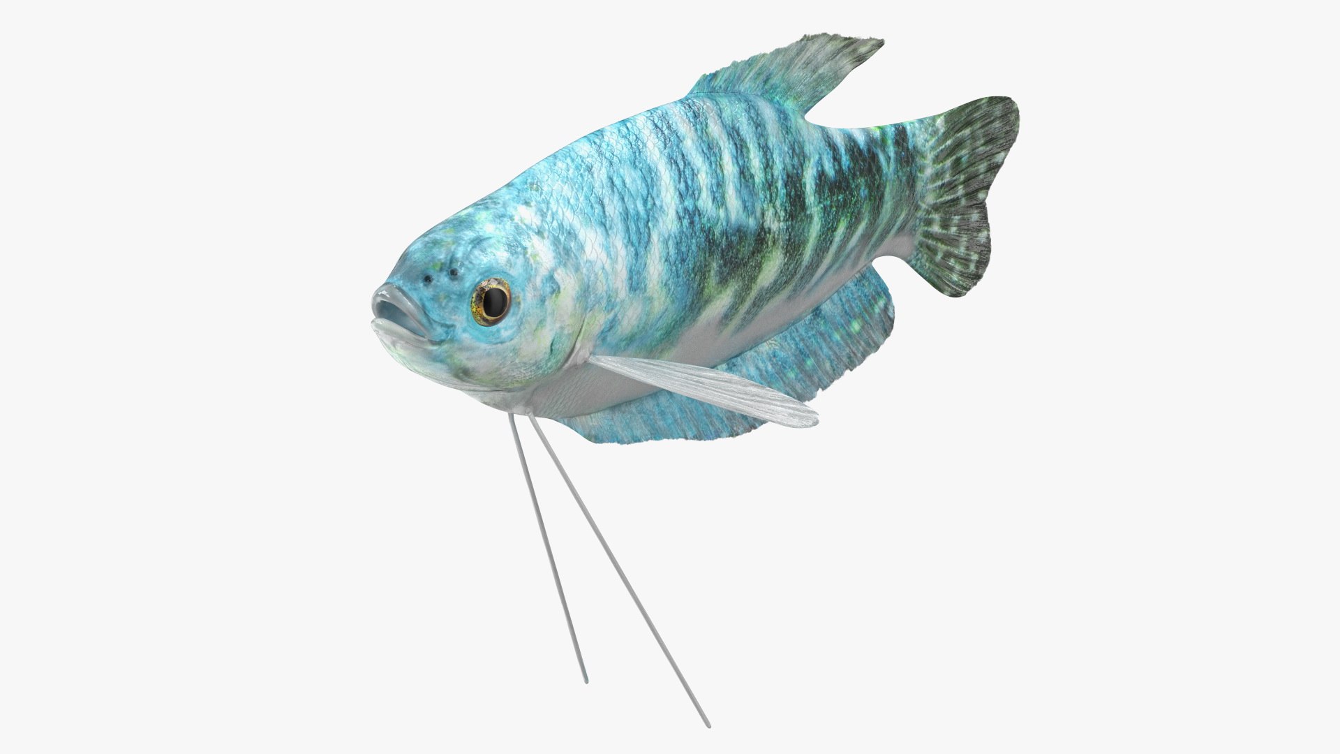 Blue Opaline Gourami Fish Rigged For Cinema 4D 3D - TurboSquid 2247271