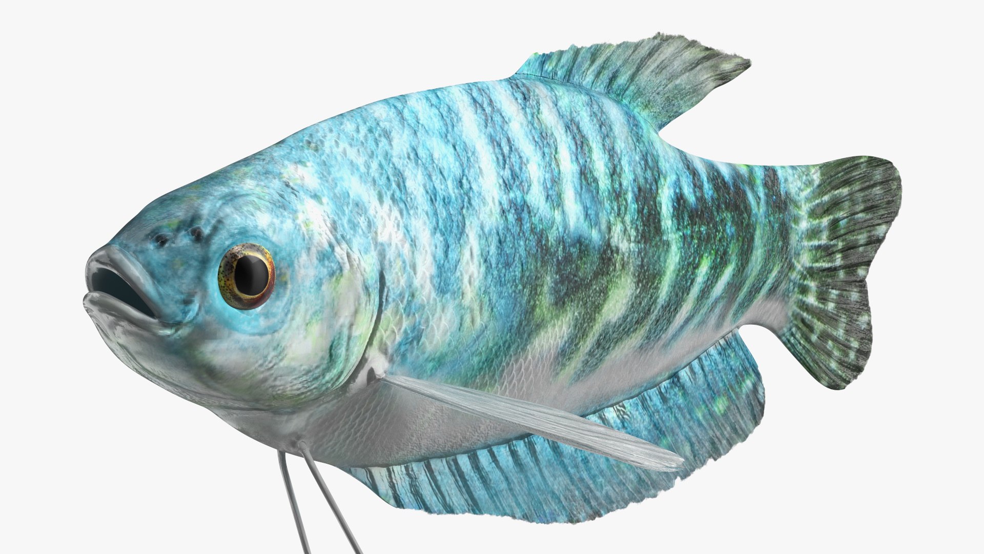 Blue Opaline Gourami Fish Rigged For Cinema 4D 3D - TurboSquid 2247271