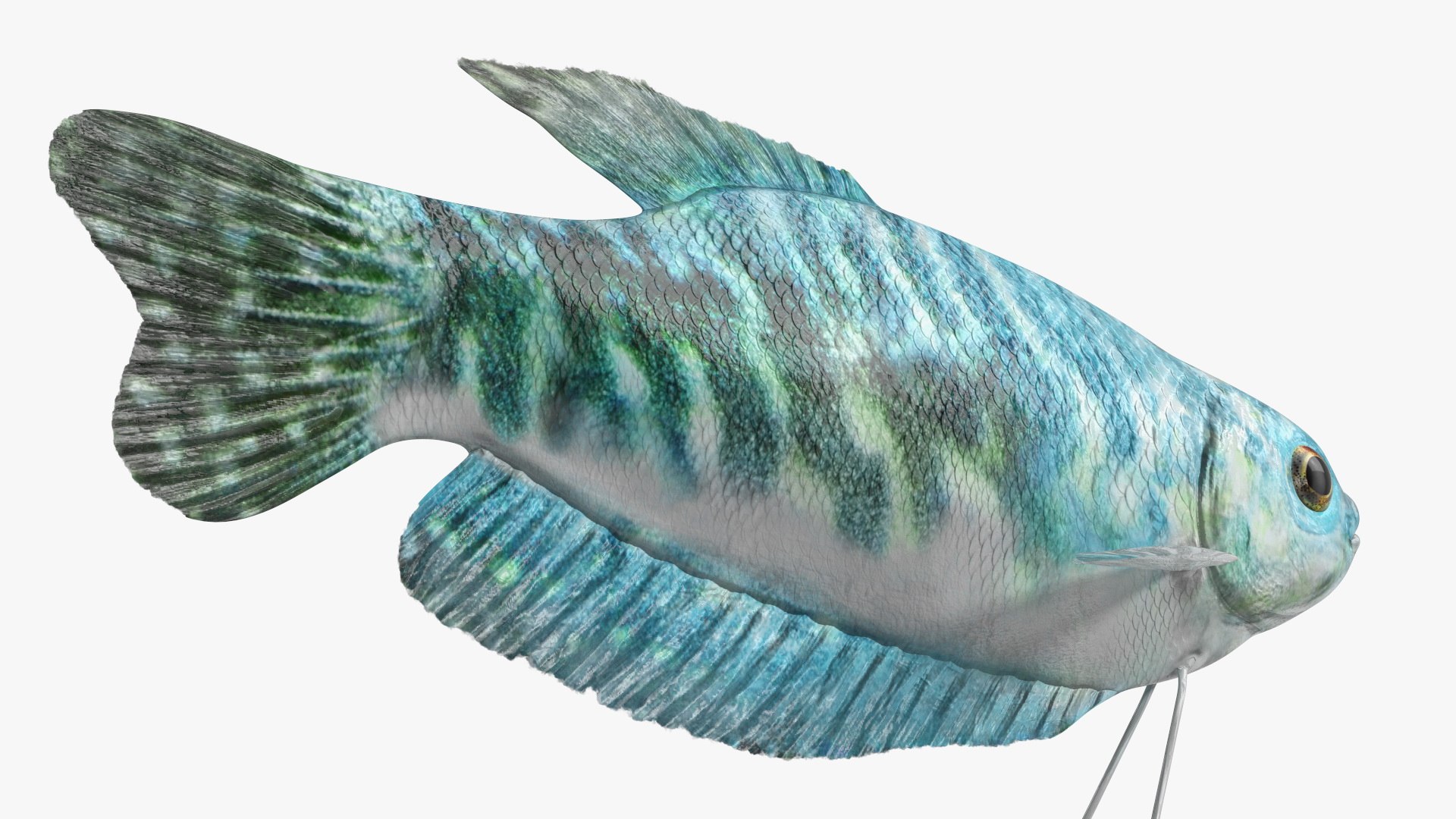 Blue Opaline Gourami Fish Rigged For Cinema 4D 3D - TurboSquid 2247271