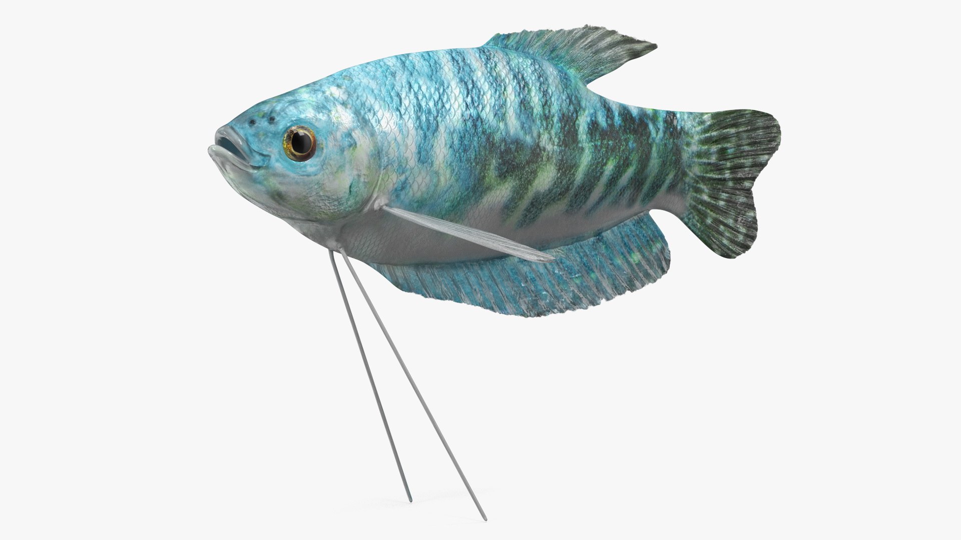 Blue Opaline Gourami Fish Rigged For Cinema 4D 3D - TurboSquid 2247271