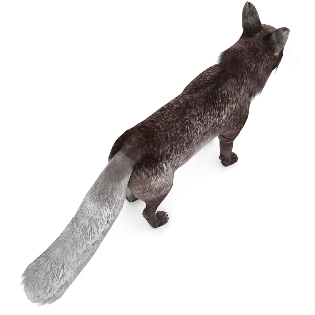 Arctic Summer Fox Model - TurboSquid 1433679