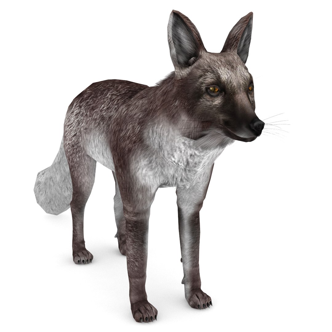 Arctic Summer Fox Model - TurboSquid 1433679