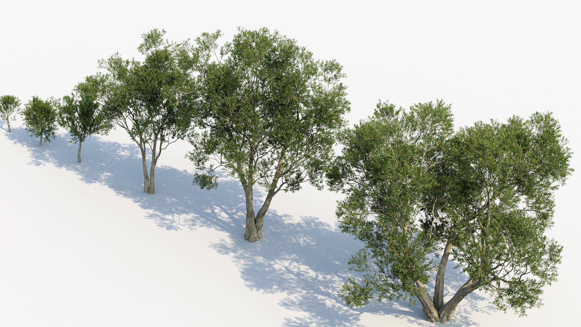Olea Europaea Common Olive Model - TurboSquid 2048864