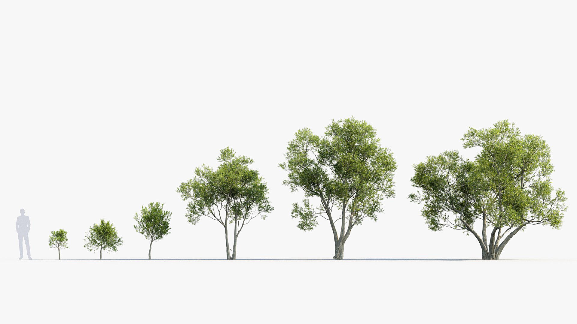 Olea Europaea Common Olive Model - TurboSquid 2048864