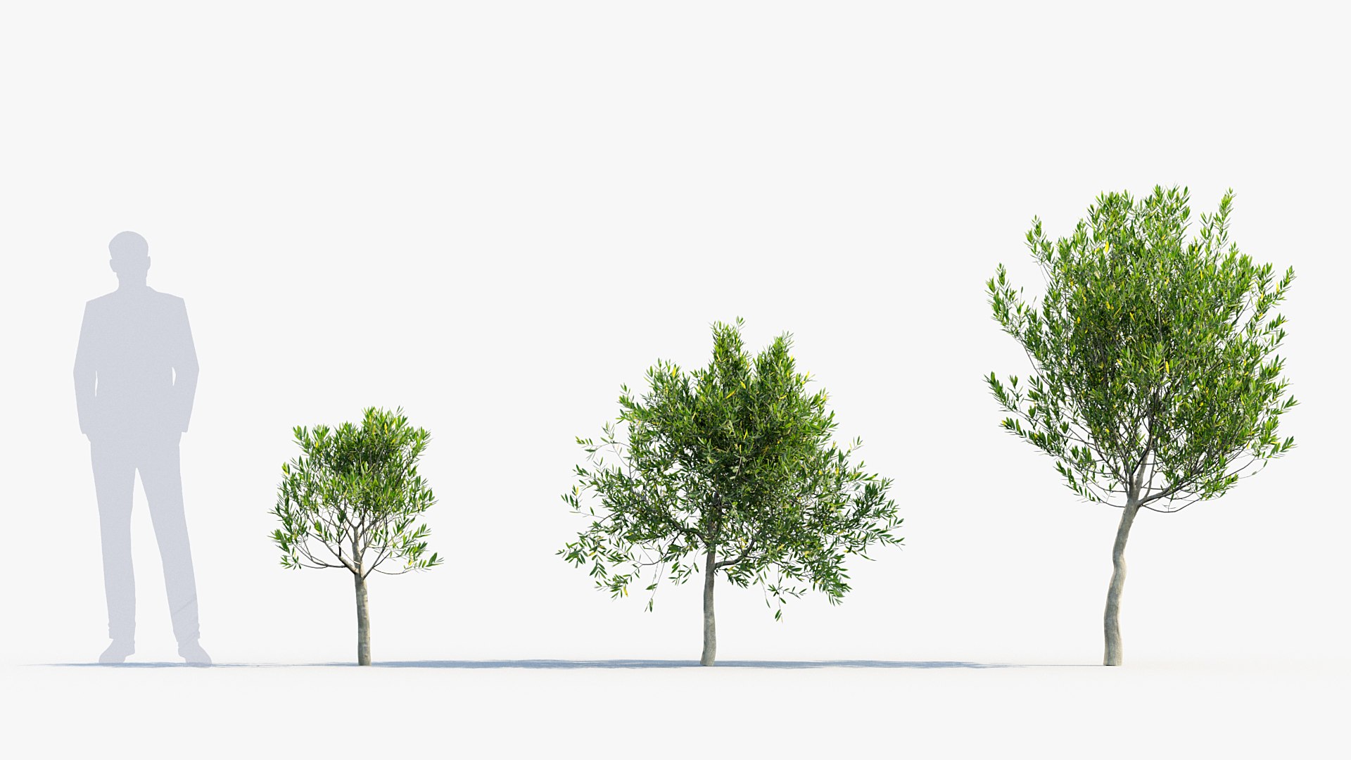 Olea Europaea Common Olive Model - TurboSquid 2048864