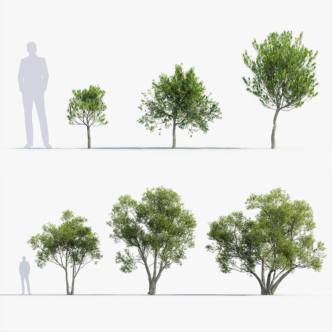 Olea Europaea Common Olive Model - TurboSquid 2048864