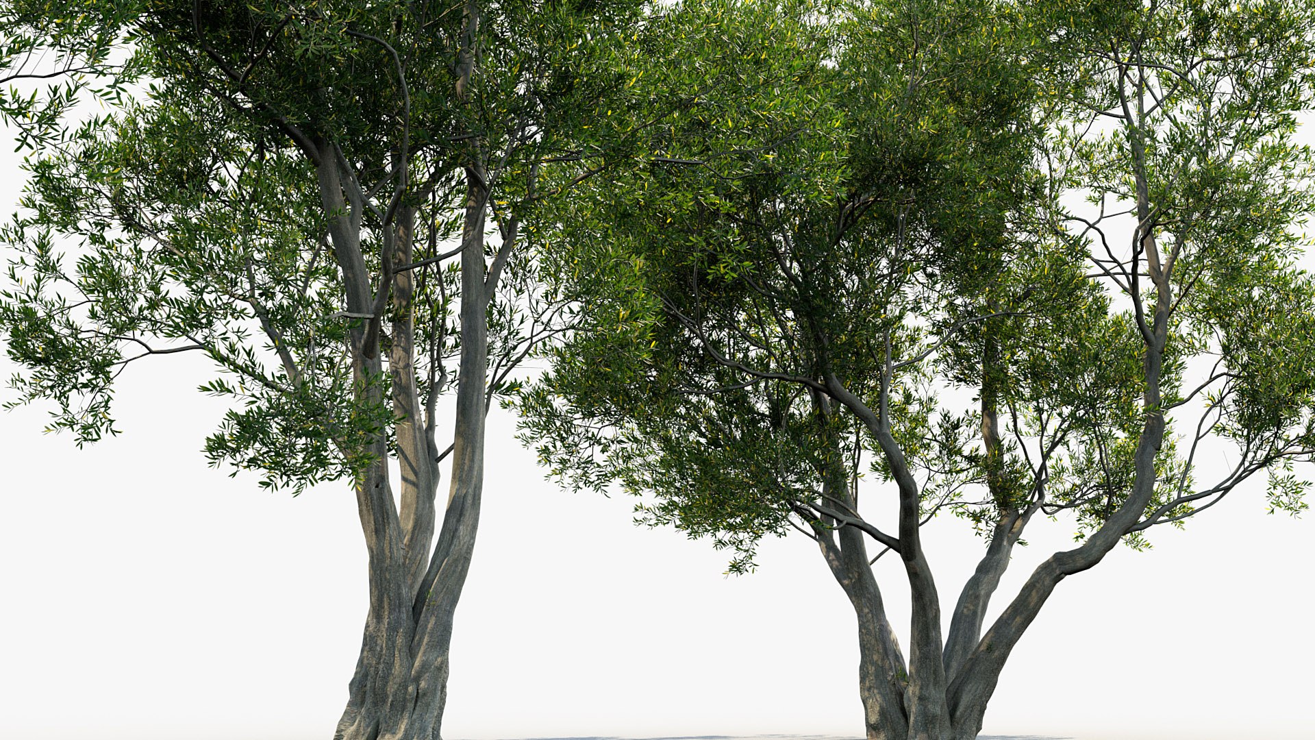 Olea Europaea Common Olive Model - TurboSquid 2048864