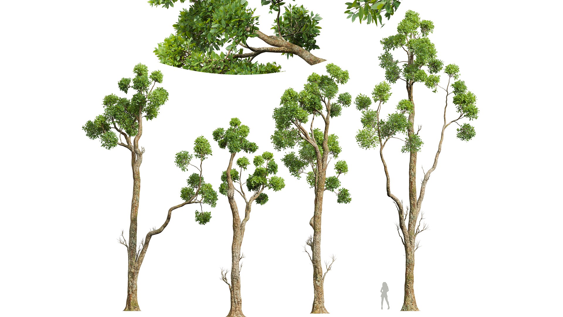 3D Model New Plant High Detail Cinnamomum Camphora Decorative ...