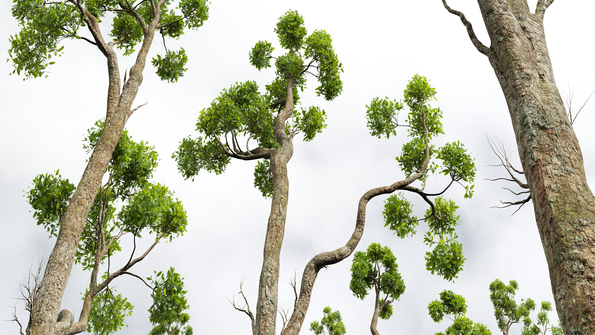 3D Model New Plant High Detail Cinnamomum Camphora Decorative ...