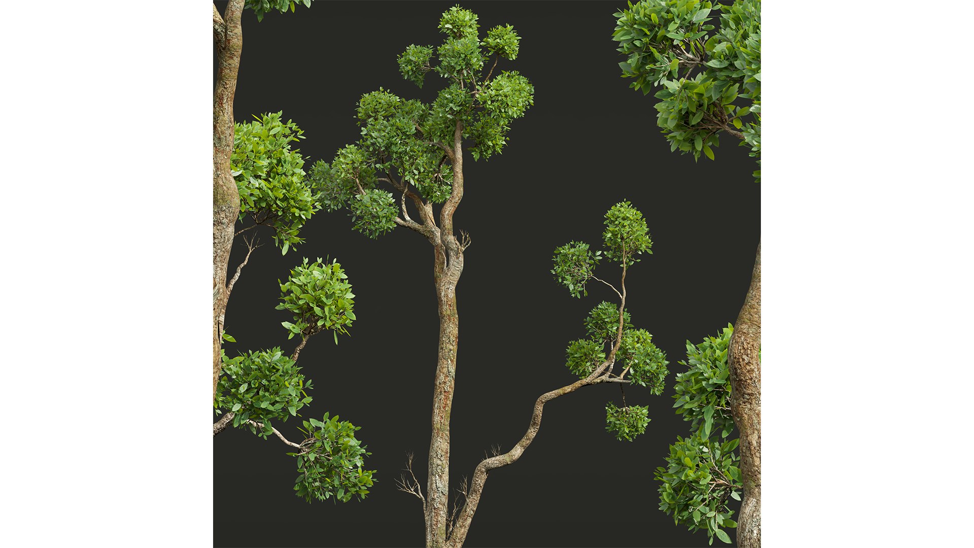 3D Model New Plant High Detail Cinnamomum Camphora Decorative ...