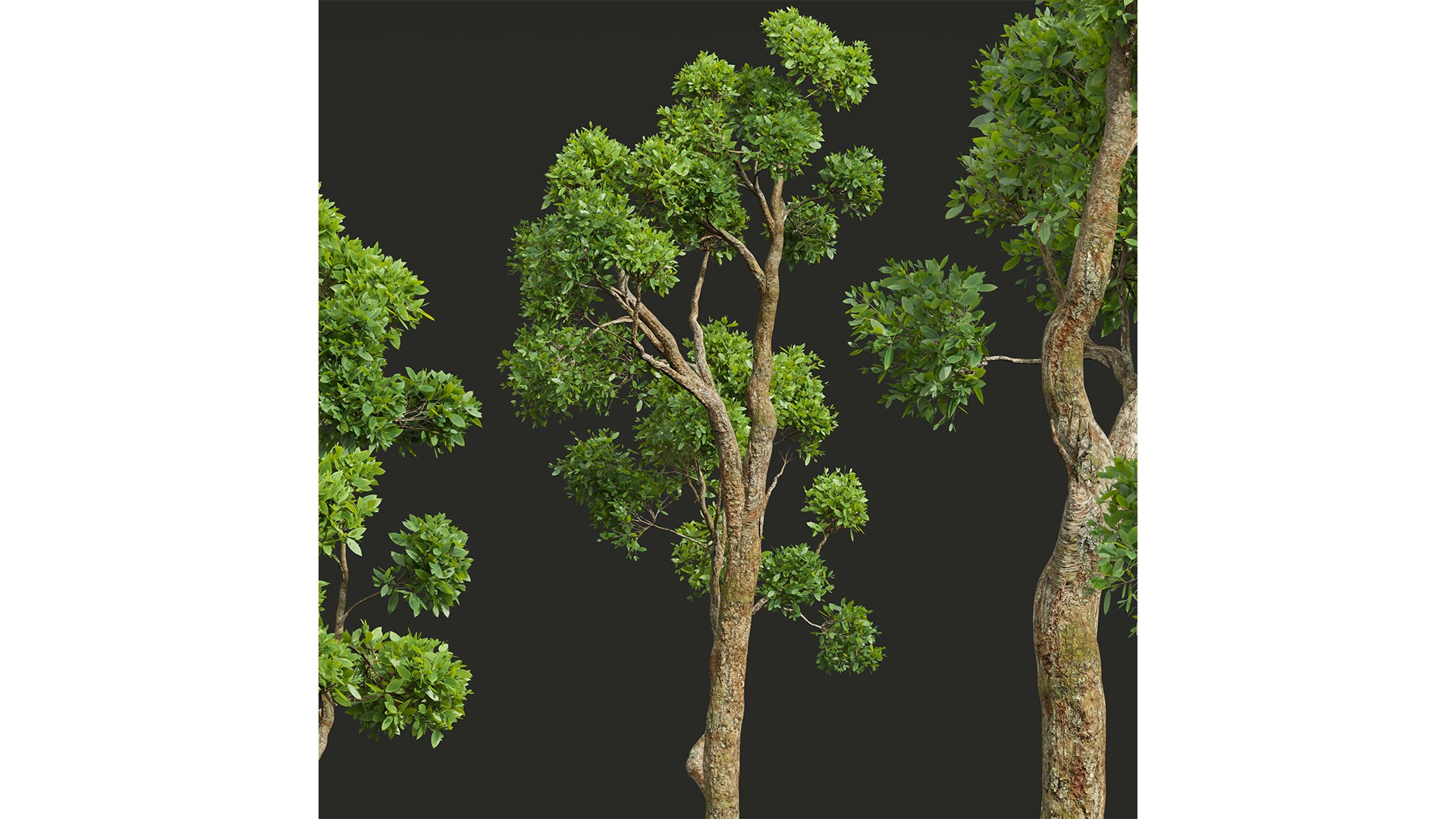 3D Model New Plant High Detail Cinnamomum Camphora Decorative ...