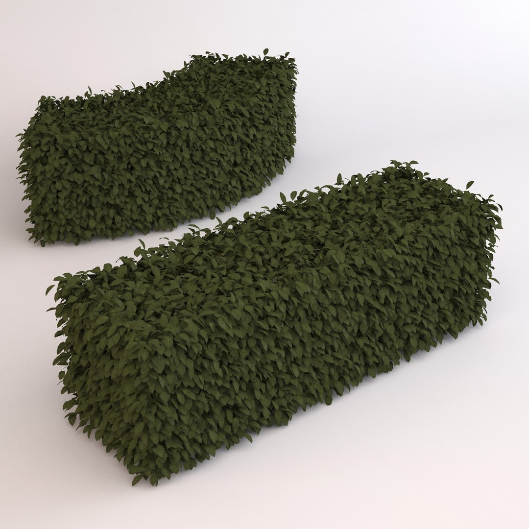 Boxwood Hedge 3d C4d