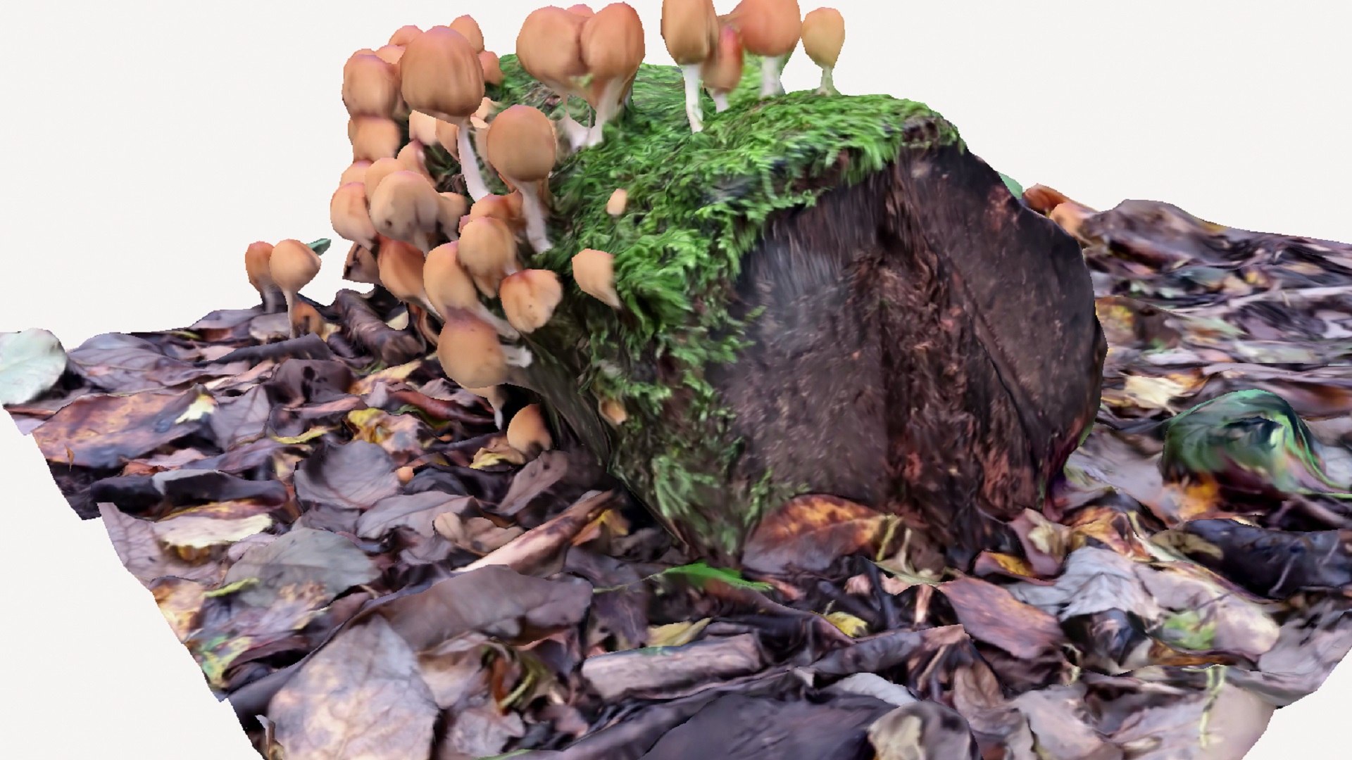 Autumn Mossy Log With Fungi Growing 3D Model - TurboSquid 2148328