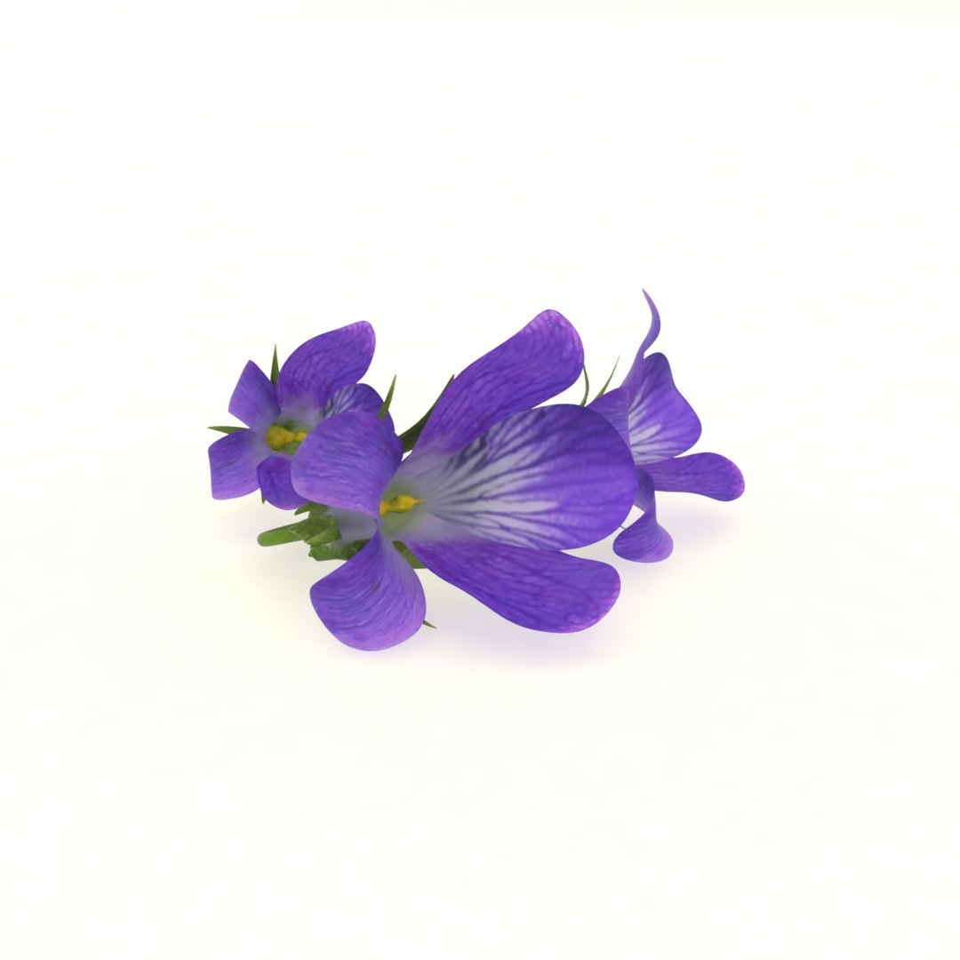 3D Model Violet Flower Plant Aroma - TurboSquid 1679922
