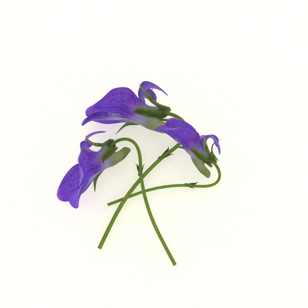 3D Model Violet Flower Plant Aroma - TurboSquid 1679922