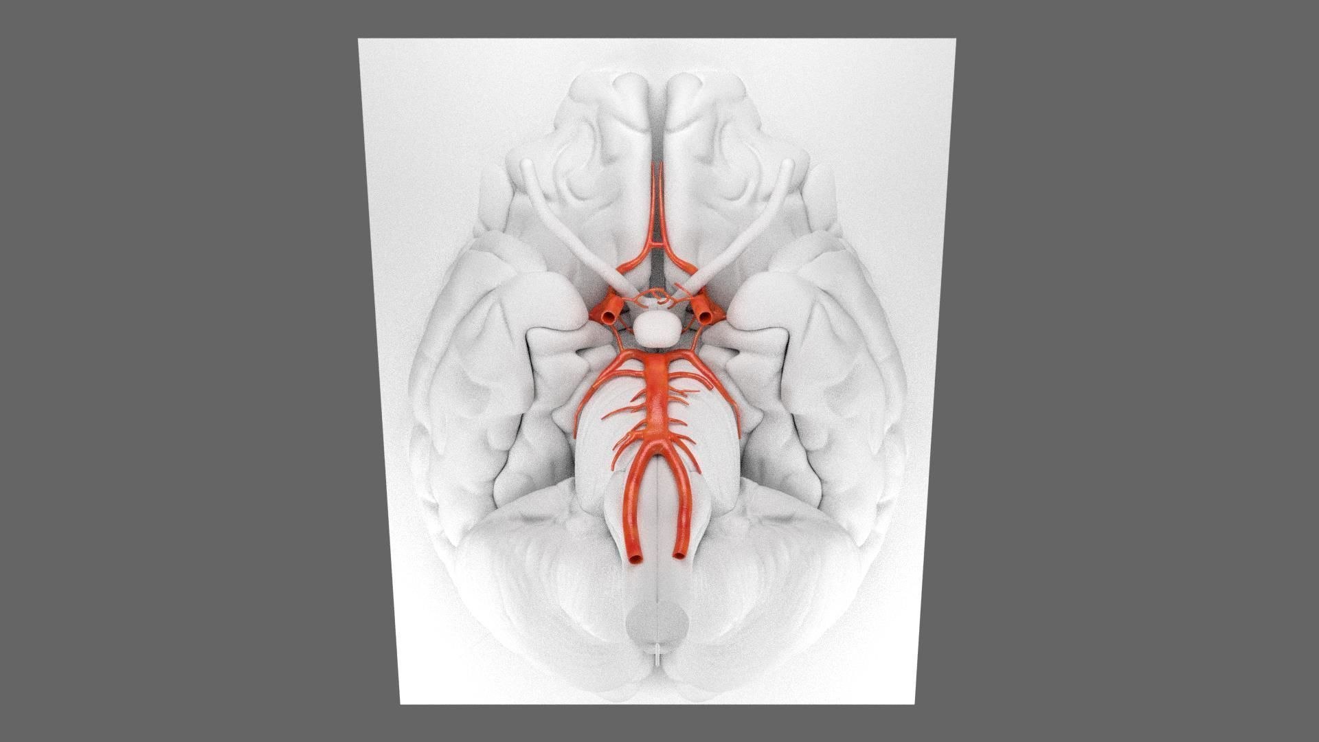 3D CIRCLE OF WILLIS 3D model - TurboSquid 2046081