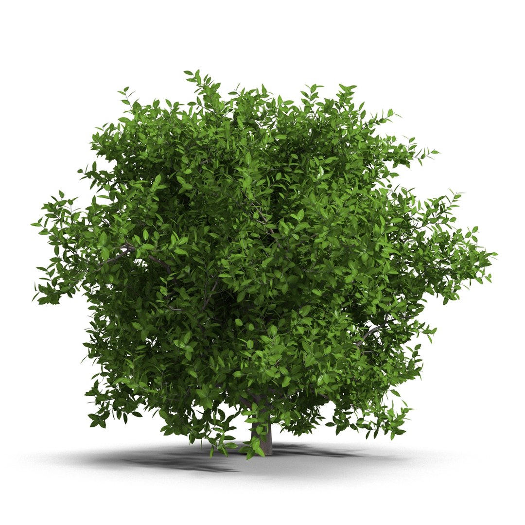 Lime Tree 3d Max