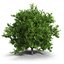 Lime Tree 3d Max
