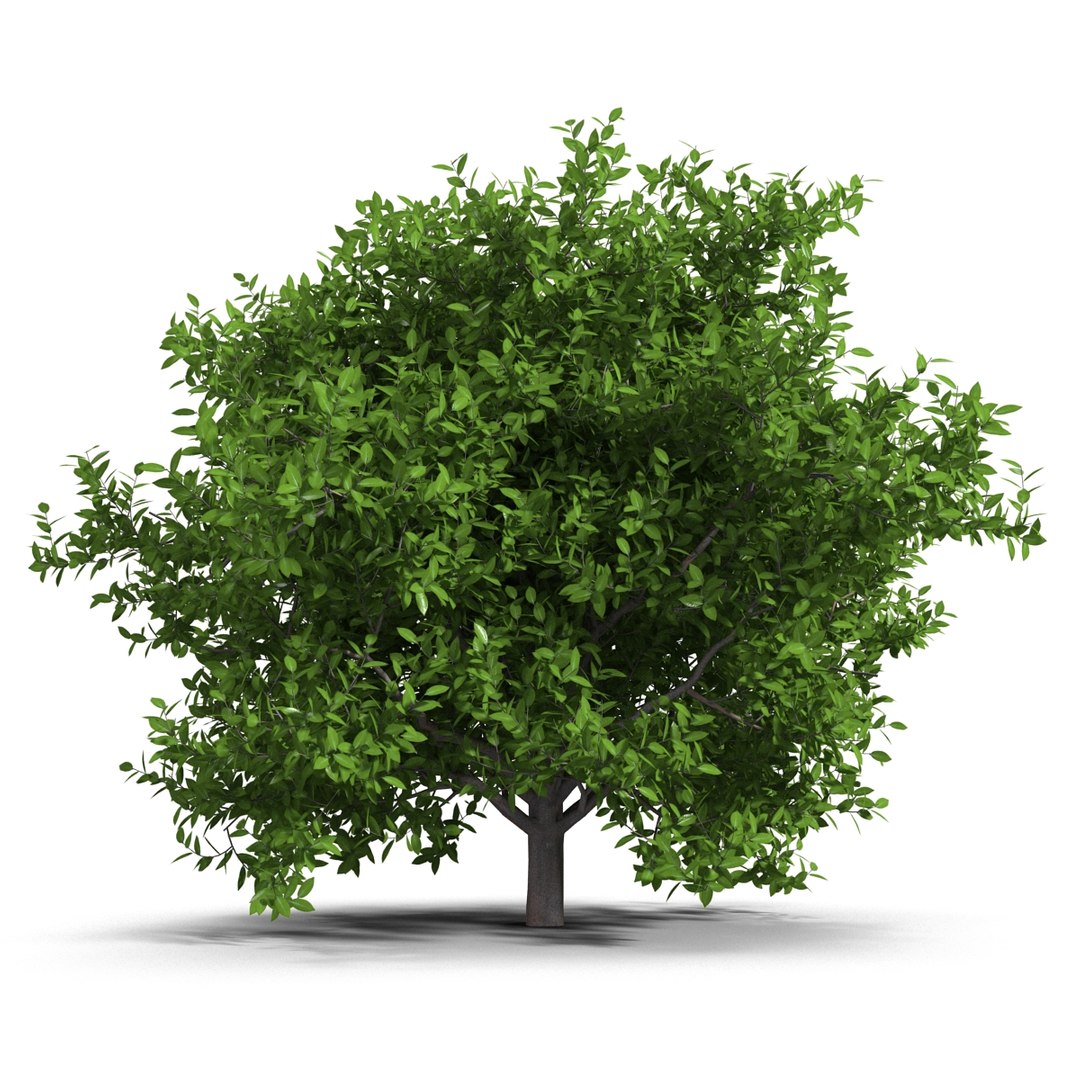 Lime Tree 3d Max
