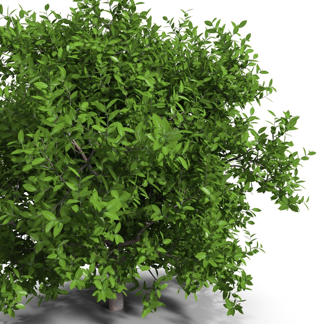 Lime Tree 3d Max